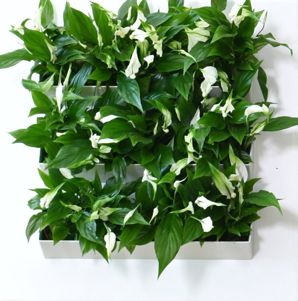 BioMontage Live! A Self-Watering DIY Living Wall Planter - Pottery Designs